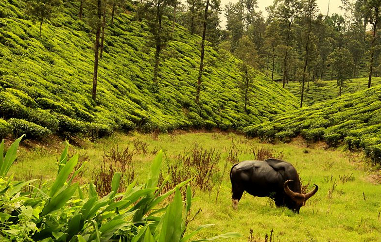 Top 10 Tourist Spots in Valparai for Visit - Valparai Tourist Places ...