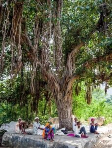 National Tree of India: Banyan Tree Facts, Importance & Significance ...