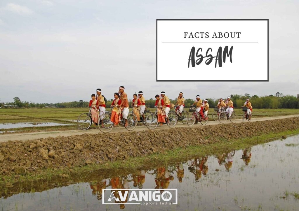 Facts about Assam - A Deeper View Beyond the Renowned Assam Tea - AvaniGo